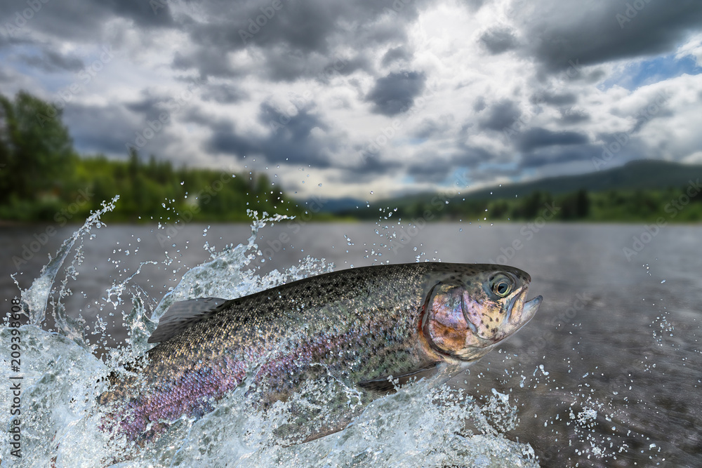 Fishing. Rainbow trout fish jumping with splashing in water Stock Photo ...