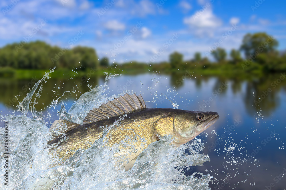 Fishing. Zander (sander) fish jumping with splashing in water Stock ...