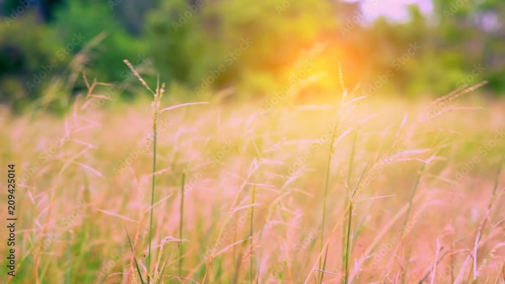 Grass wind concept. Windy blowing grass on field garden in park. Stock ...