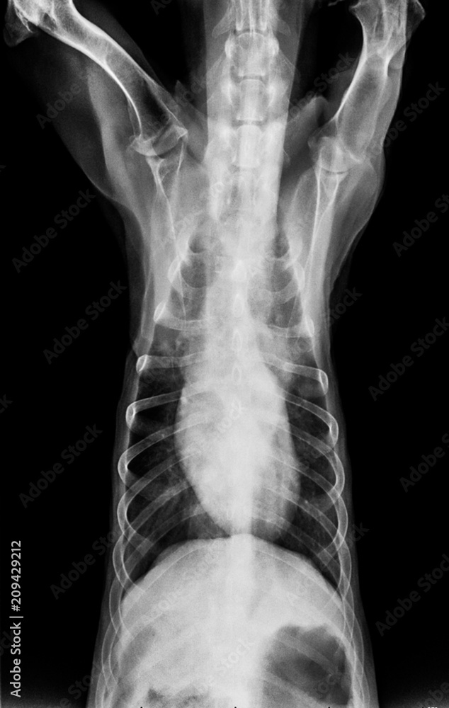 x-ray film of dog posterior view closed up in thorax standard and chest ...