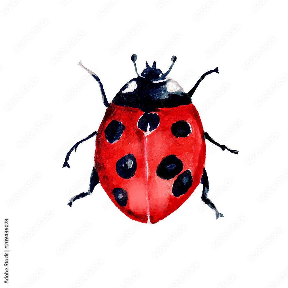 beetle ladybird watercolour Stock Illustration | Adobe Stock