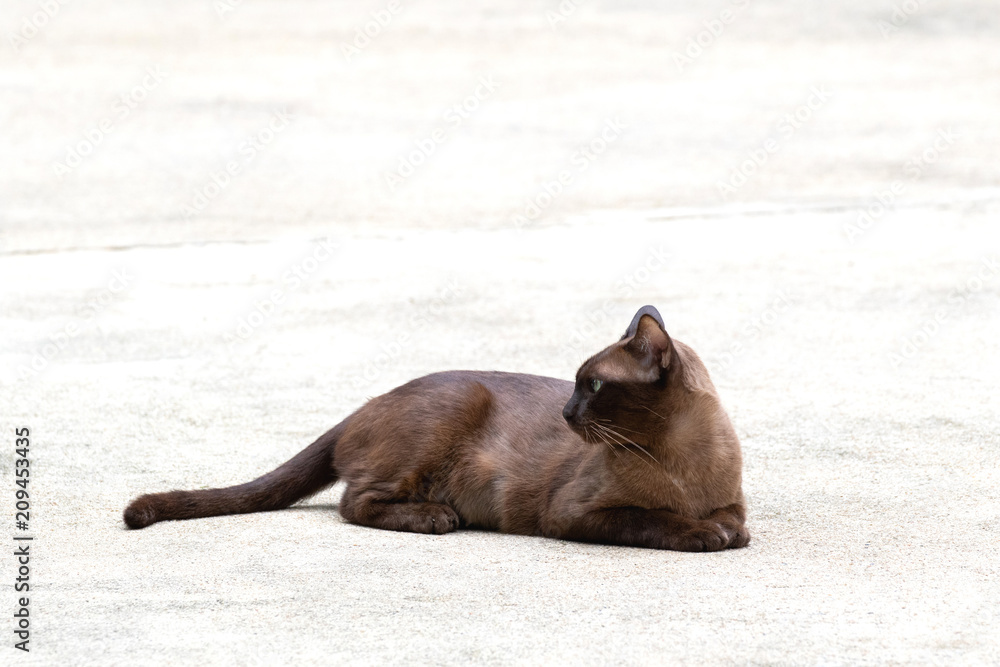 Korat or Si Sawat is a kind of siamese cat which its body is semi-cobby ...