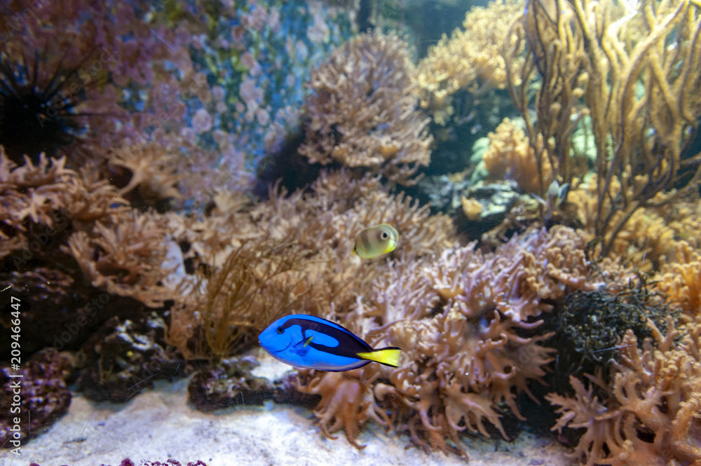 Regal blue tang, palette surgeonfish, or hippo tang, an Indo-Pacific ...