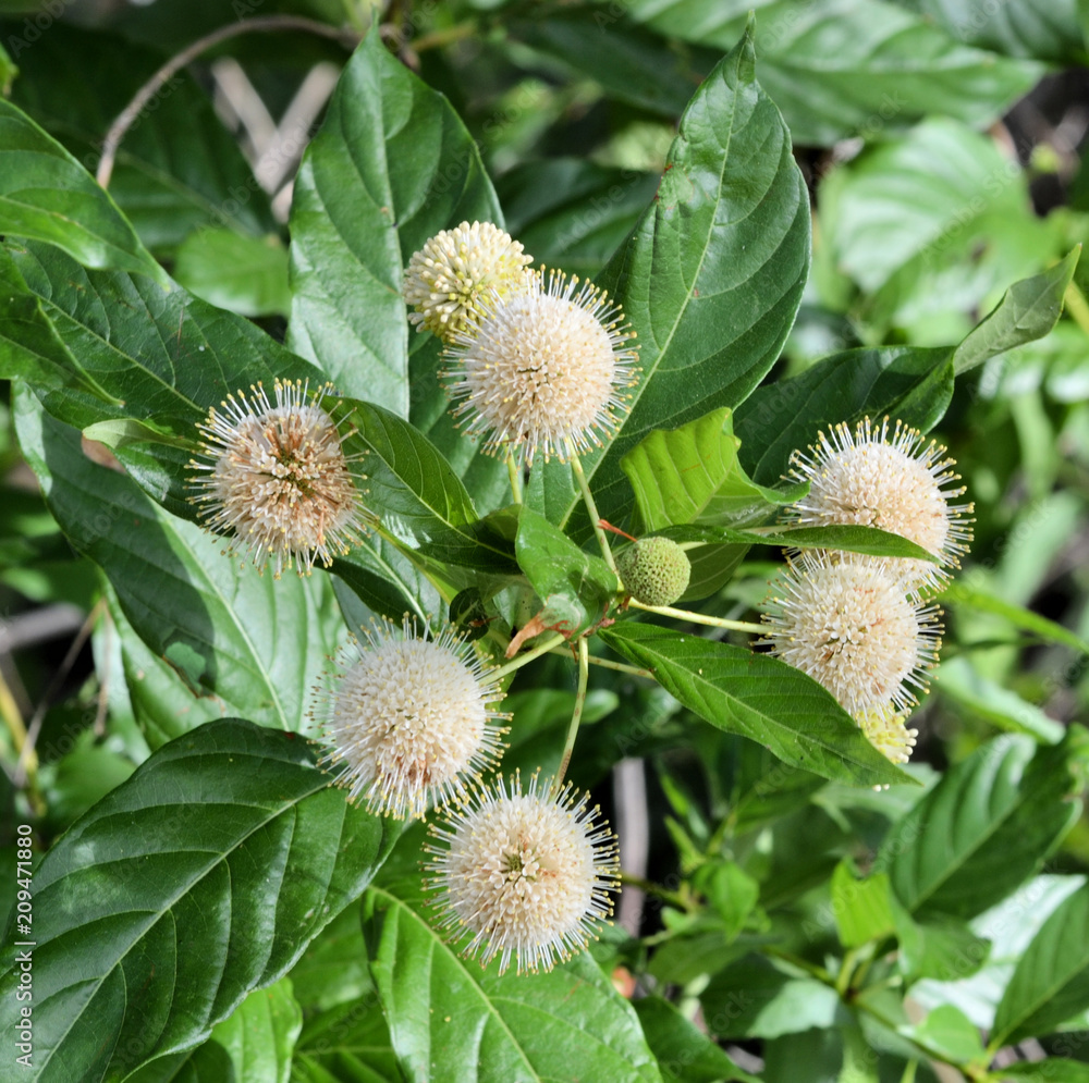 Blooms and leaves of the Buttonbush Shrub Stock Photo | Adobe Stock