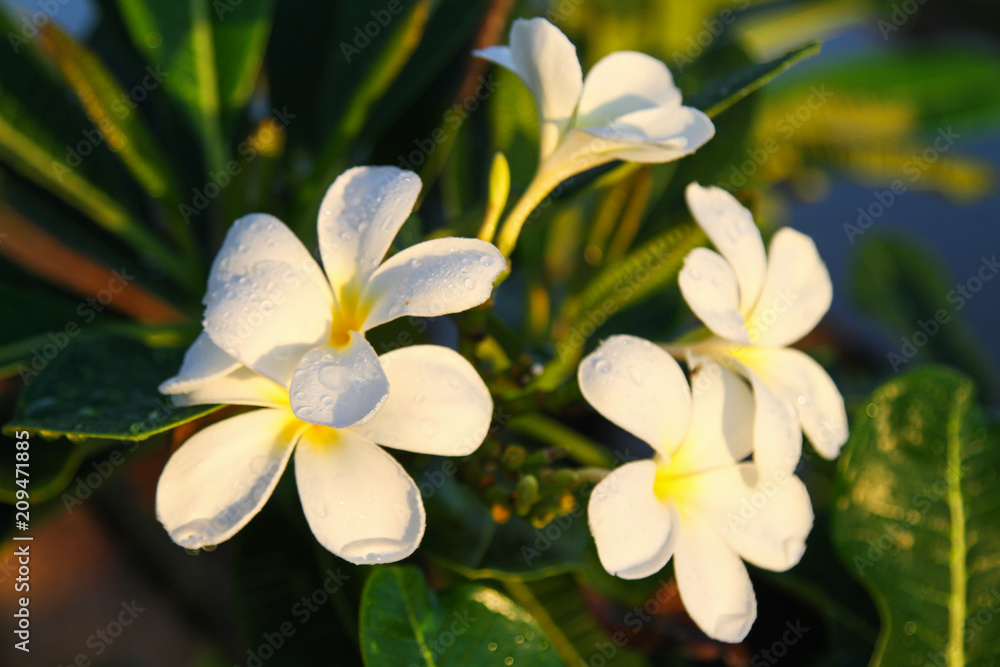 Beautiful white Plumeria Stock Photo | Adobe Stock