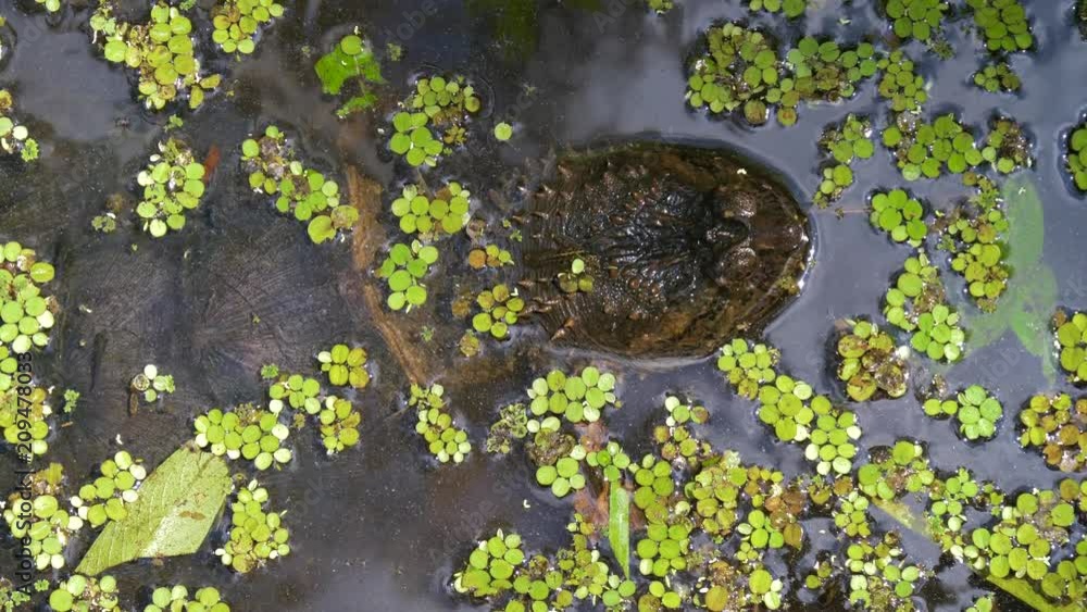 Snapping Turtle in swamp of Florida jungle. Snapping Turtle (Chelydra ...
