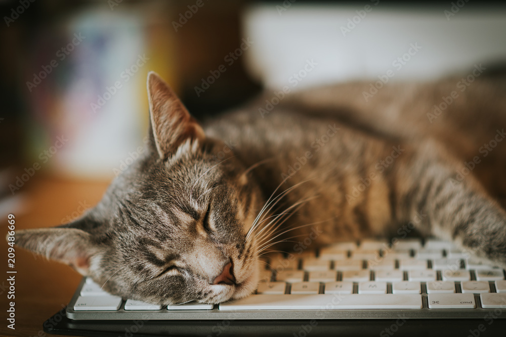 Sleepy Kitten On Computer