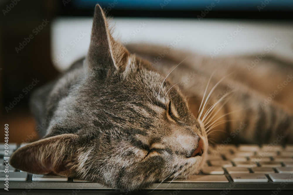 Sleepy Animals On Computer