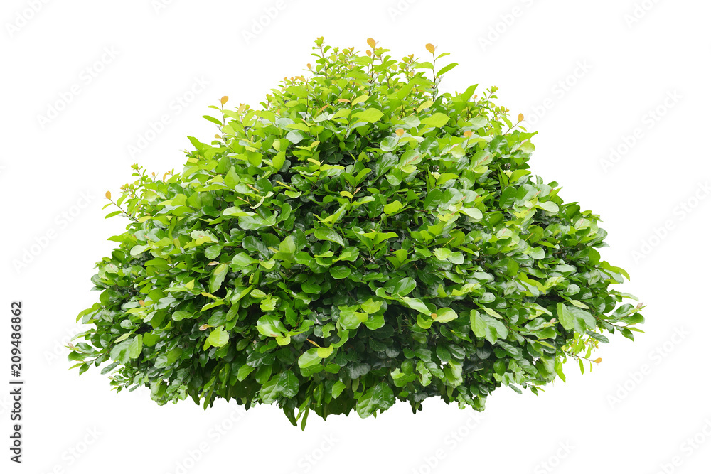 green bush isolated on white background. Stock Photo | Adobe Stock