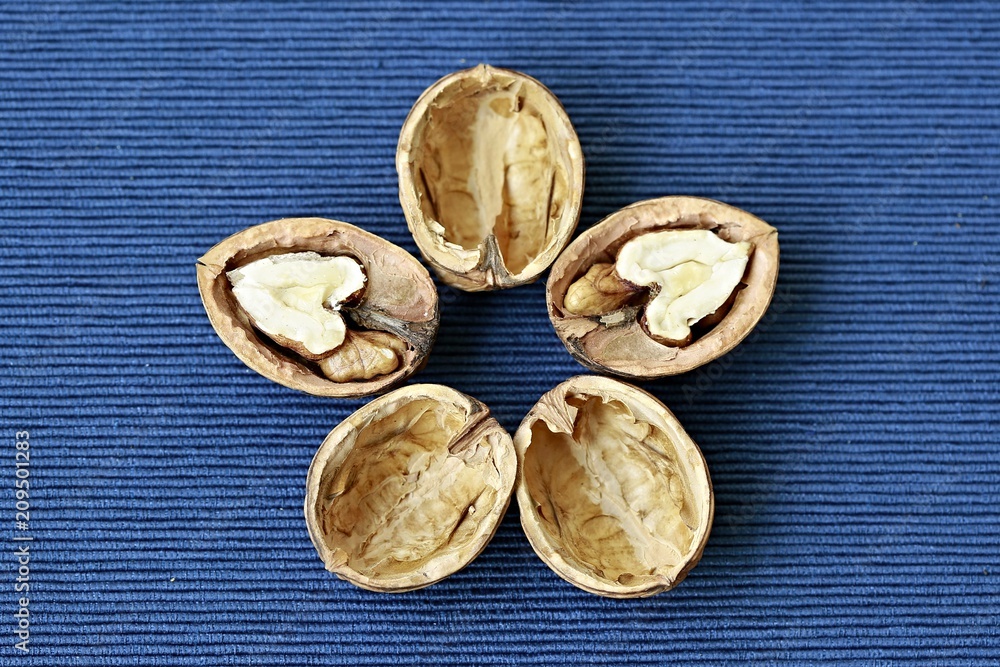 Empty Walnut Shell