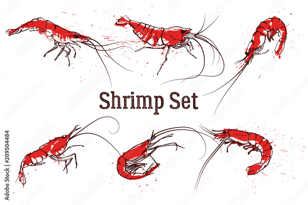 Hand drawn boil prawn or shrimp. Text SHRIMP SET. Sketch vector set ...