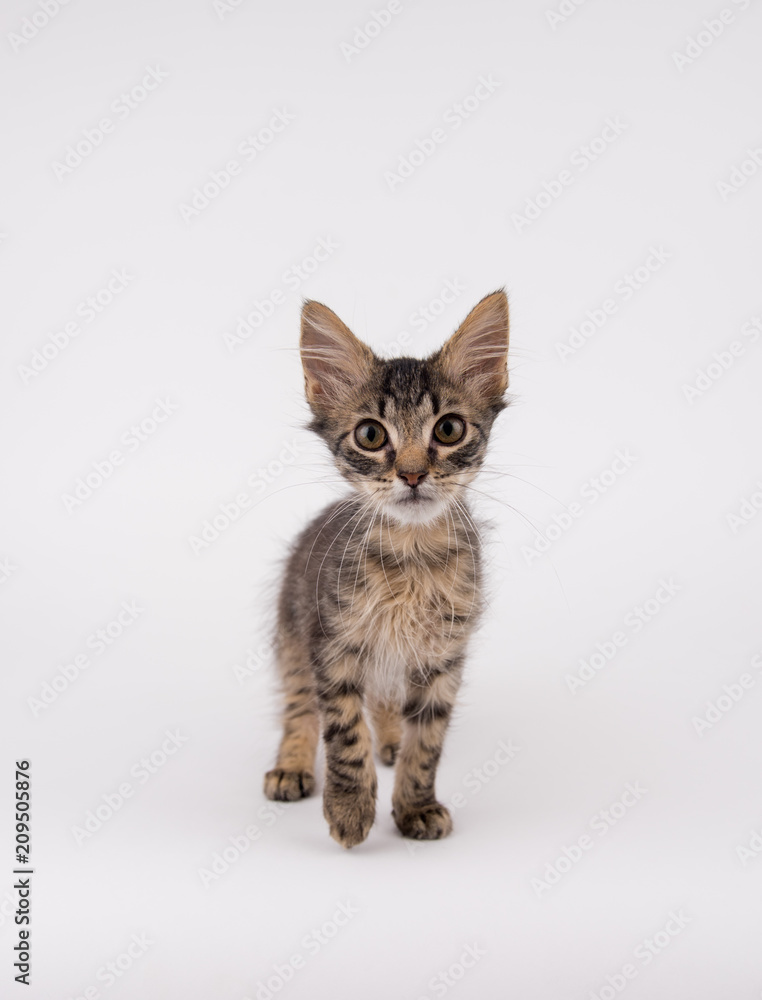 Poster Brown Tabby Shorthaired Kitten Sitting on Light Colored ...