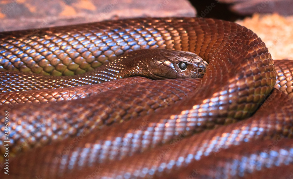 An adult inland taipan (Oxyuranus microlepidotus), the most venomous ...