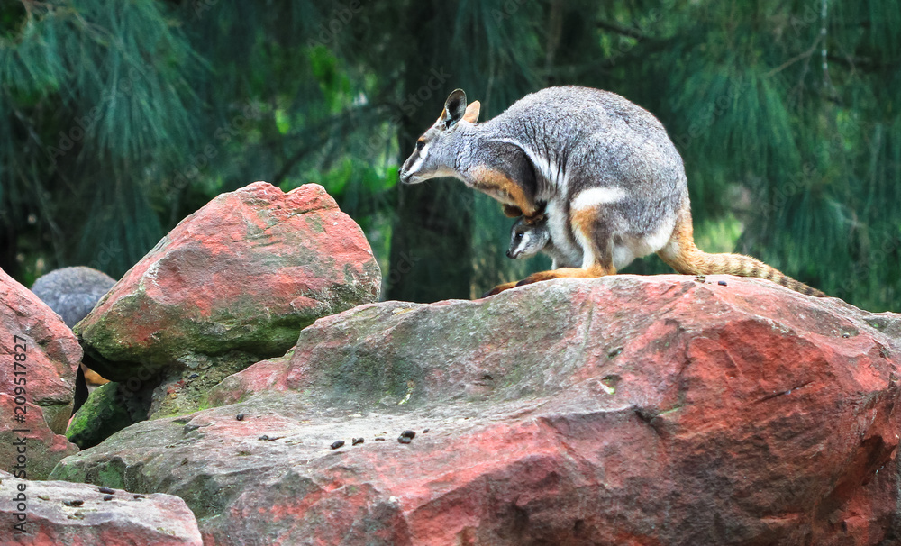 Poster A mother yellow-footed rock-wallaby (Petrogale xanthopus) with a ...