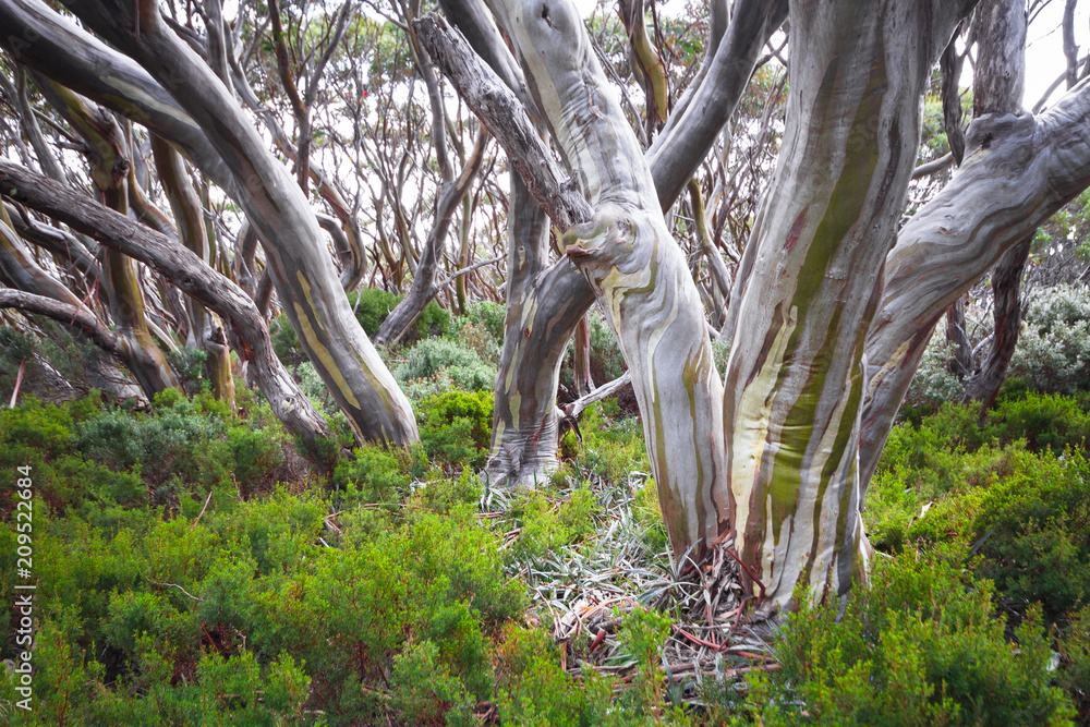 Snow gum trees(Eucalyptus pauciflora) in Baw Baw National Park ...