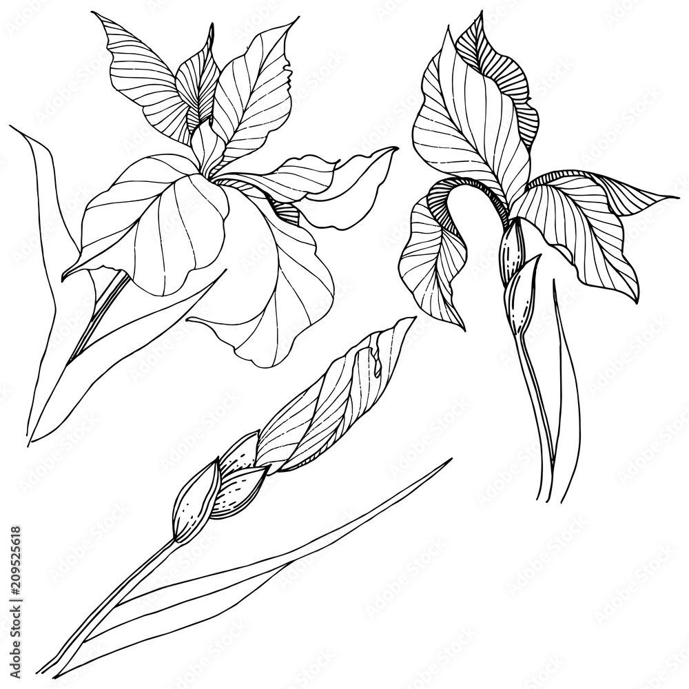 Irises in a vector style isolated. Full name of the plant: iris. Vector ...