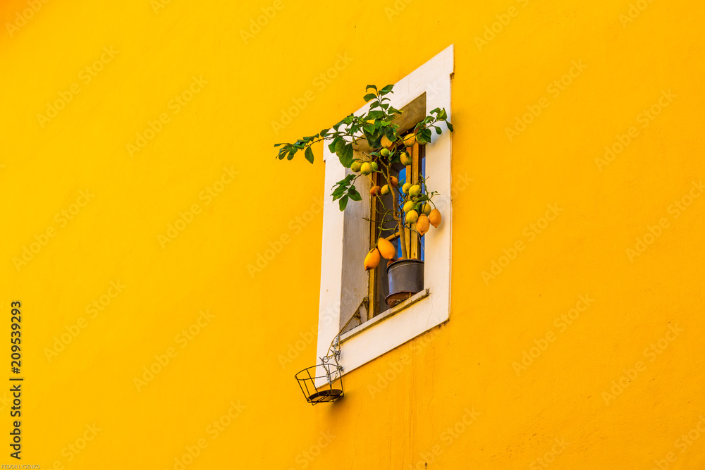 Yellow wall. The lemon tree grows on the window. Rome, Italy. March day ...