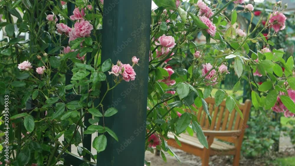 Espalier with pink roses and a wooden bench are in the rose garden ...