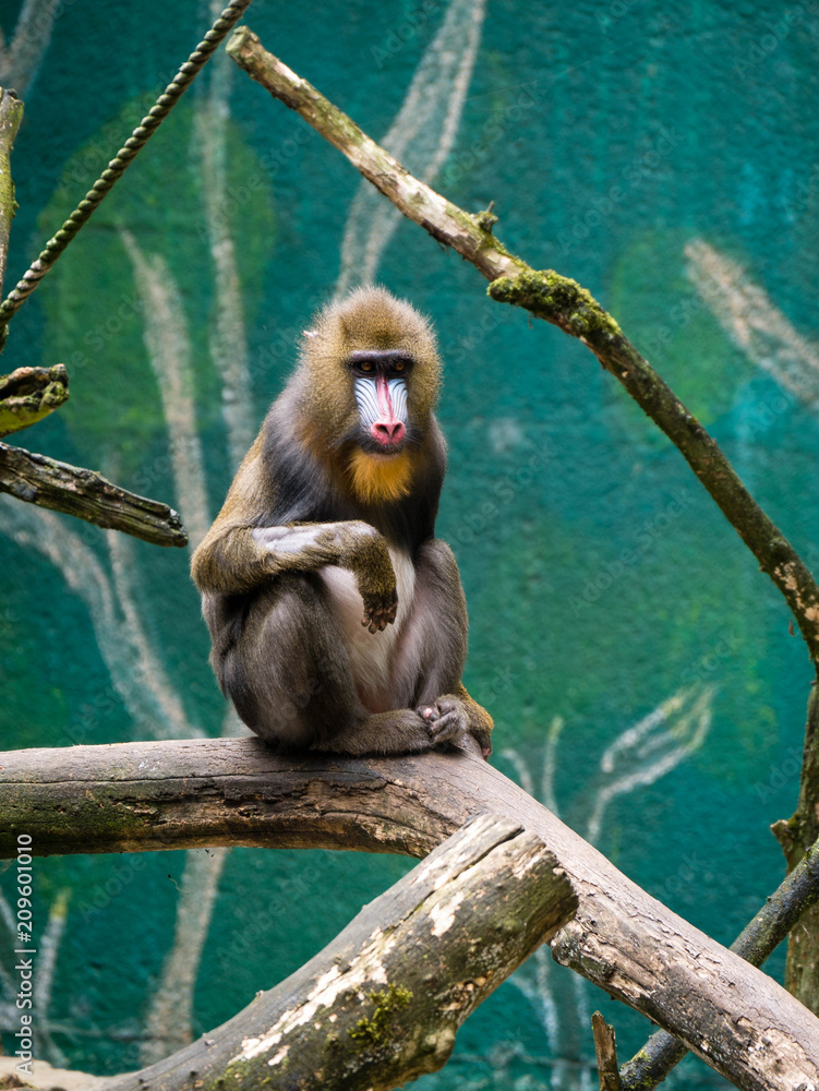 Colorful male Mandrill sitting on a branch Stock Photo | Adobe Stock