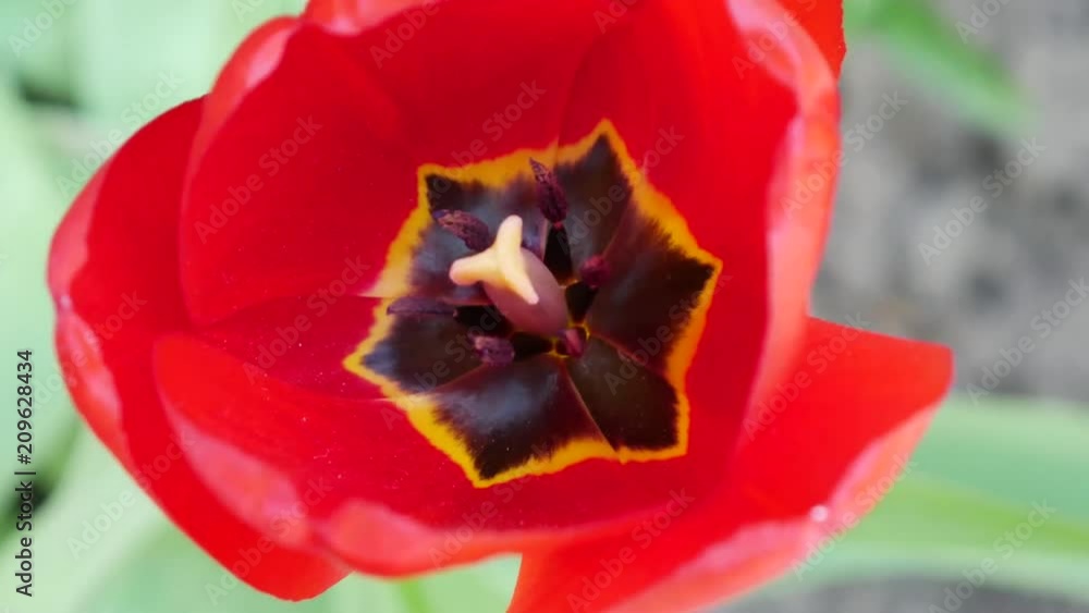 Red purple violet spring tulips flower background Green purple tulip ...