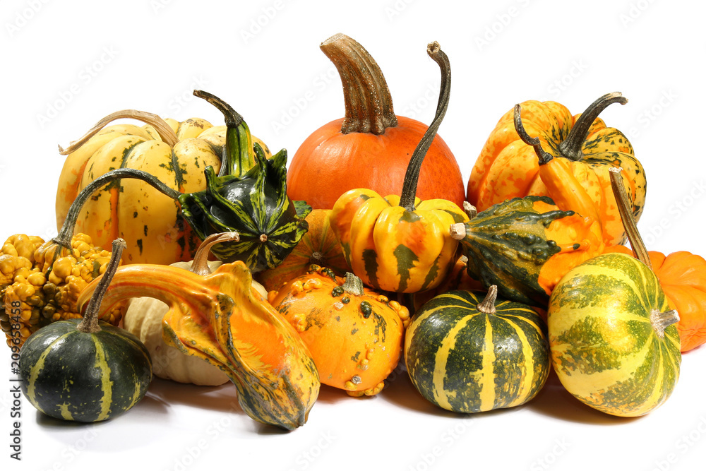 Courges, coloquintes, cucurbitacées. Fond blanc Stock Photo | Adobe Stock