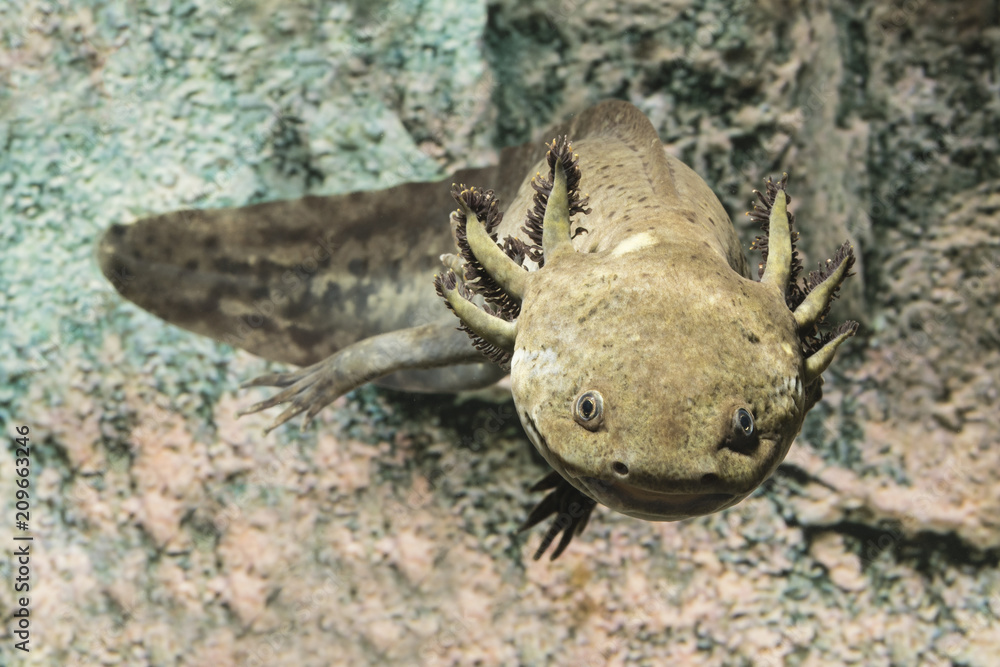 Floating axolotl in an aquarium. Stock Photo | Adobe Stock