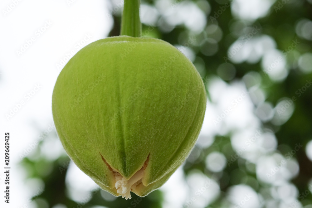 African baobab fruit or Monkey bread Stock Photo | Adobe Stock