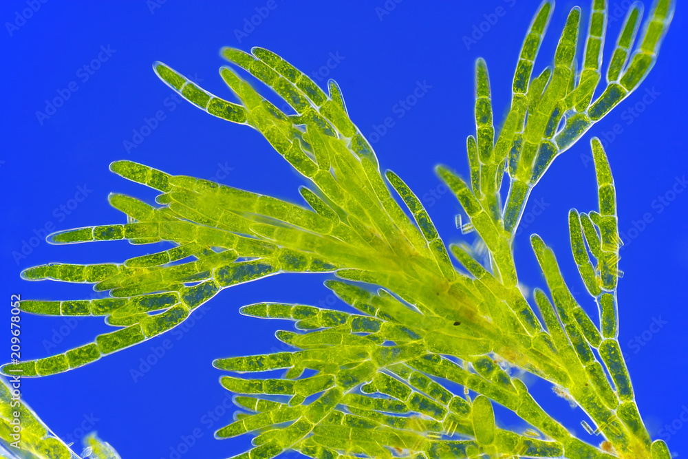 Cladophora Algae Under Microscope
