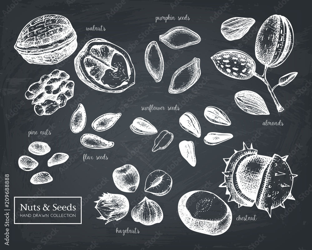 Vector collection of hand drawn seeds and nuts sketches. Walnut ...