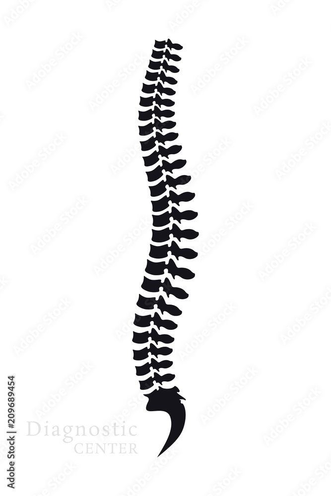 Vertebral Column. All Vertebrae Cervical Thoracic Lumbar Sacral and ...