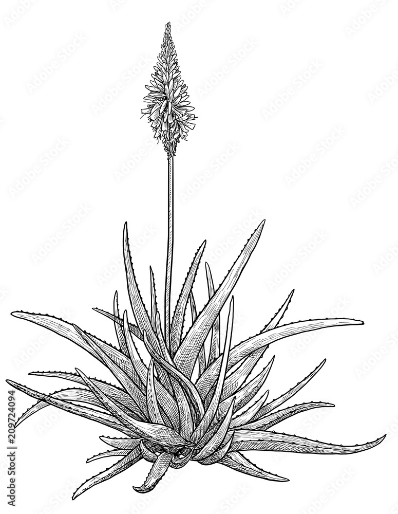 Aloe vera plant illustration, drawing, engraving, ink, line art, vector ...