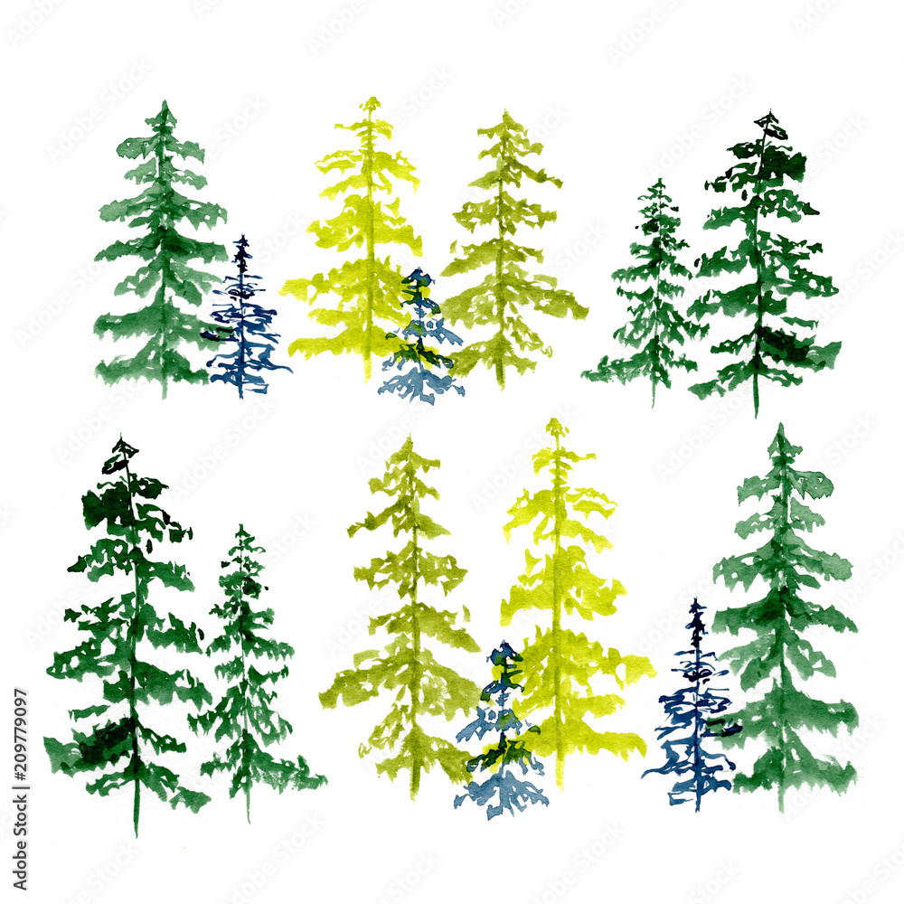 Conifer Drawing