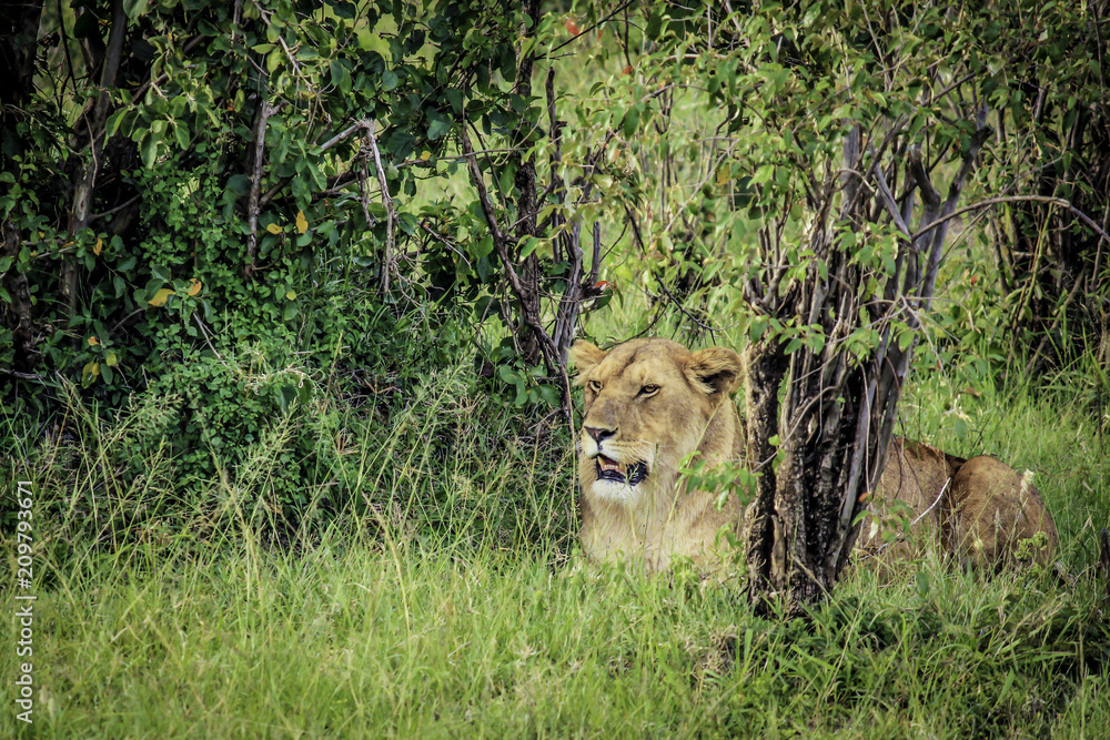 Female Lion Hiding in the Bushes in the African Savannah of the Masai ...