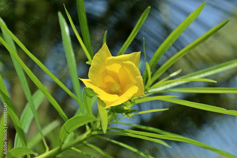 Yellow Cascabela thevetia (Thevetia peruviana) flower in bloom against ...