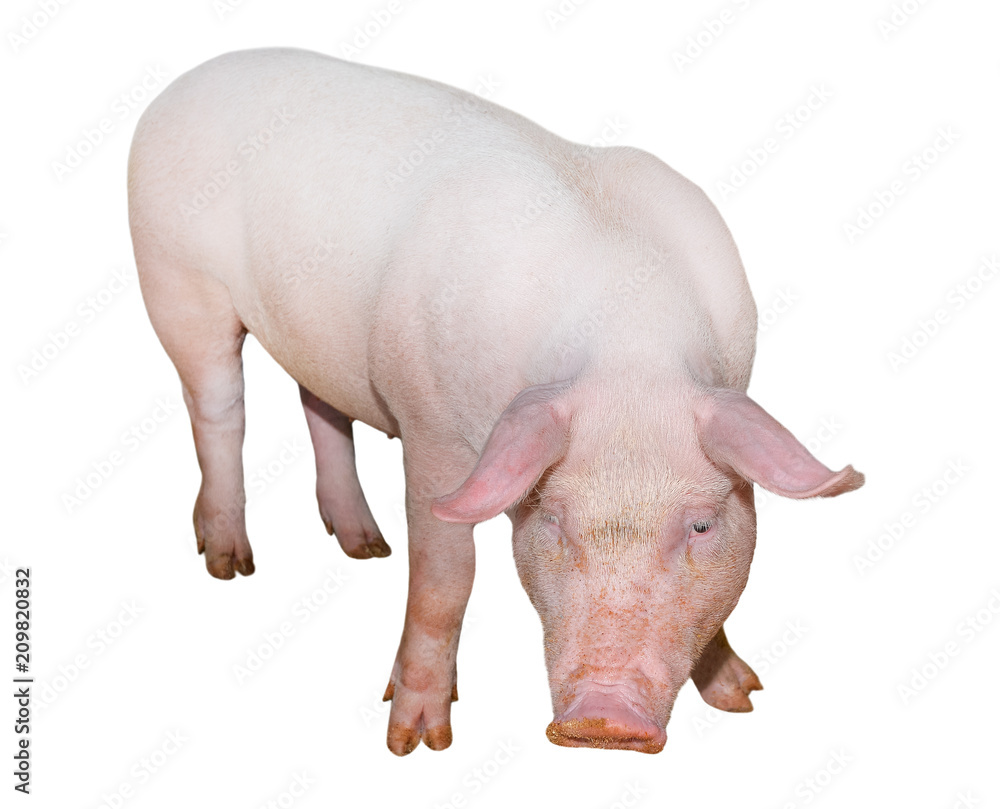 Real Piglet White Background