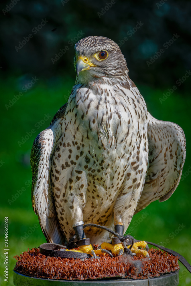 Gyrfalcons (Falco rusticolus) are the largest falcon species. They are ...