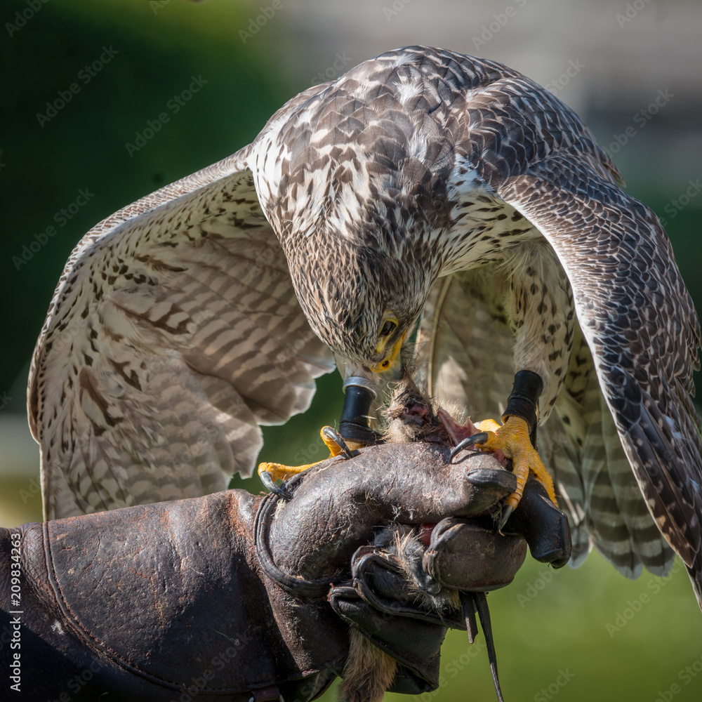 Gyrfalcon Falconry