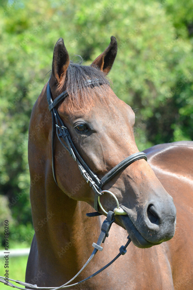 Outdoor head portrait of a beautiful thoroughbred horse with alert ...