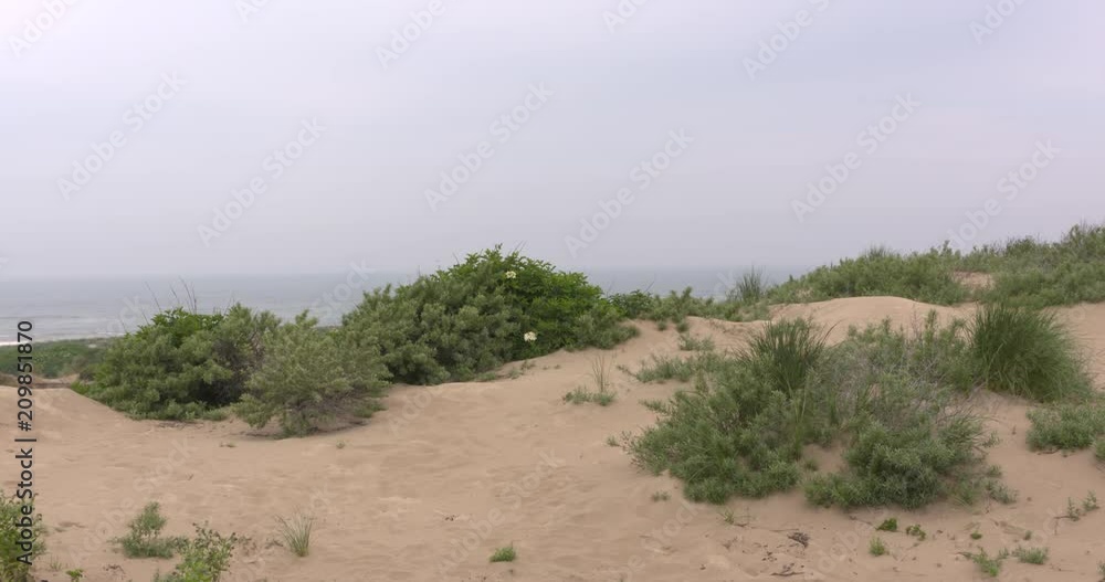 Dune tops and vegetation of conservation dune area of Westduinpark ...