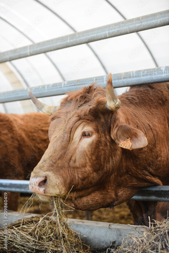 cow and brown cattle herd in small breeding husbandry livestock farming ...