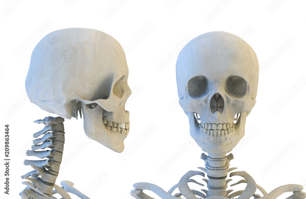 Human skull skeleton anatomy set. Skull skeletal bones, lateral and ...