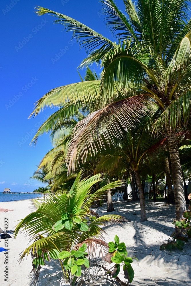 Palmen am Strand Stock Photo | Adobe Stock