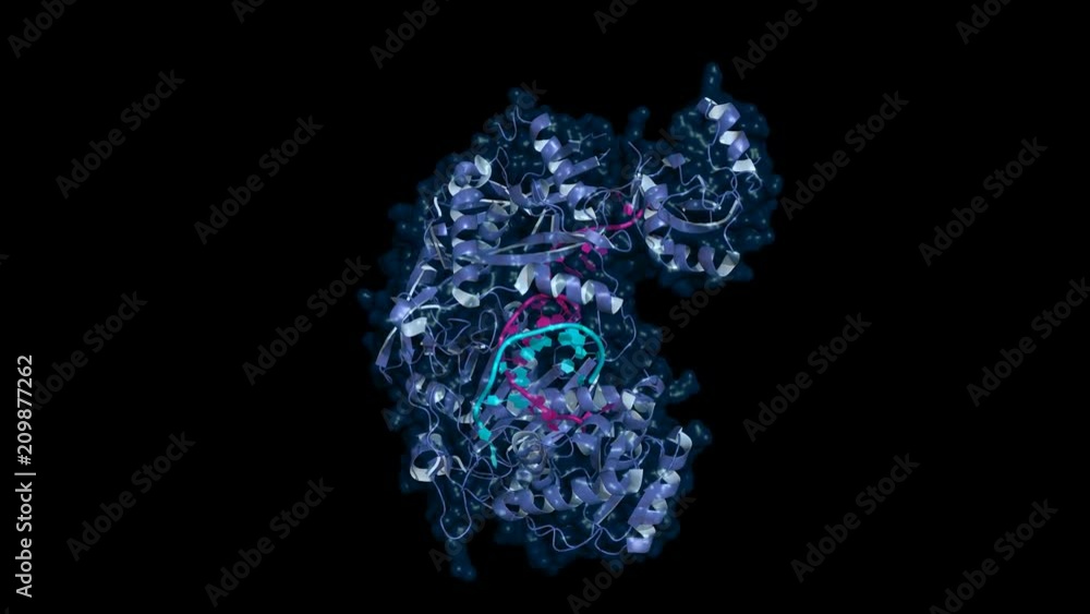 Human Argonaute 2 protein bound to guide and target RNAs. Rotating ...