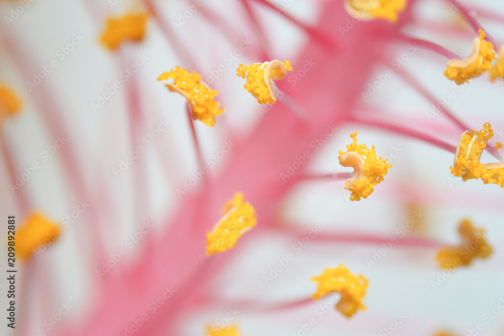 Pollen grain is a microscopic body that contains the male reproductive ...