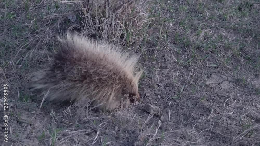 The North American porcupine (Erethizon dorsatum), also known as the ...
