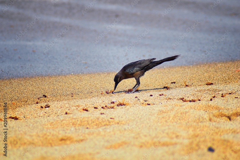 Great-tailed Grackle birds eating Winged Male Drone Leafcutter ants ...