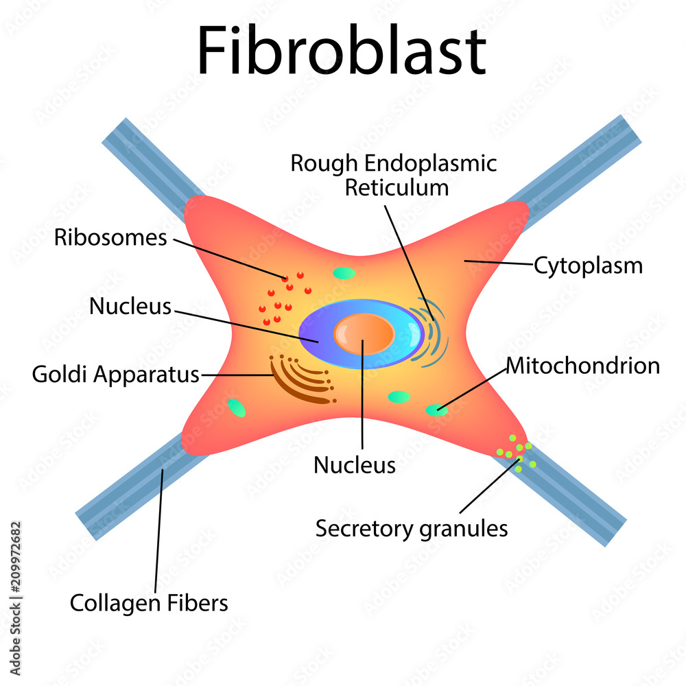 Fibroblasts Cells