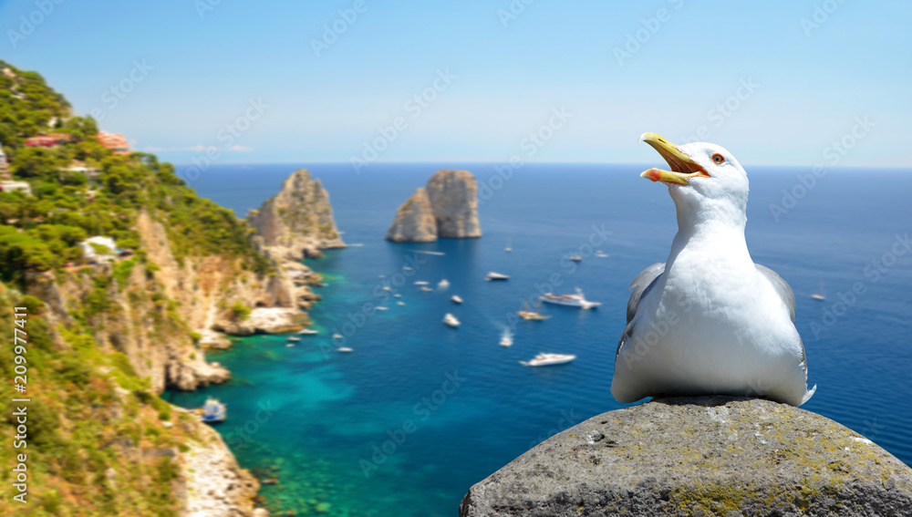 Seagull sitting on a rock, at the background Faraglioni rocks. Capri ...