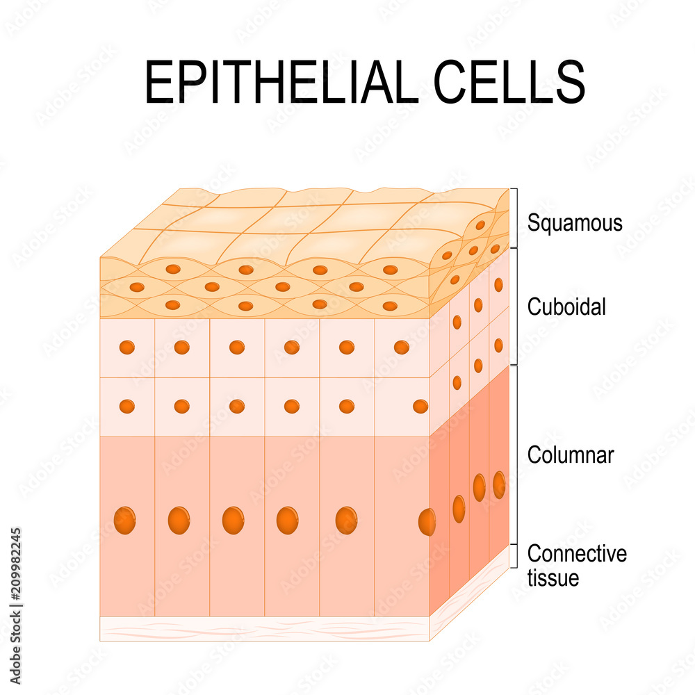 Types of epithelial cells Stock Vector | Adobe Stock
