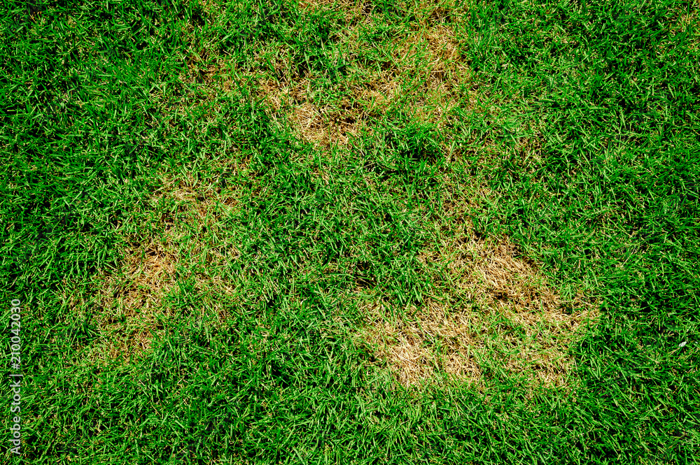 Pests and disease cause amount of damage to green lawns, lawn in bad ...